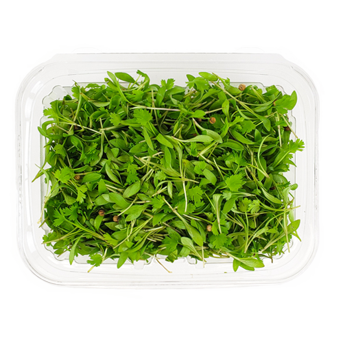 Micro Cilantro – Order Microgreens Online | WeQook Long Island