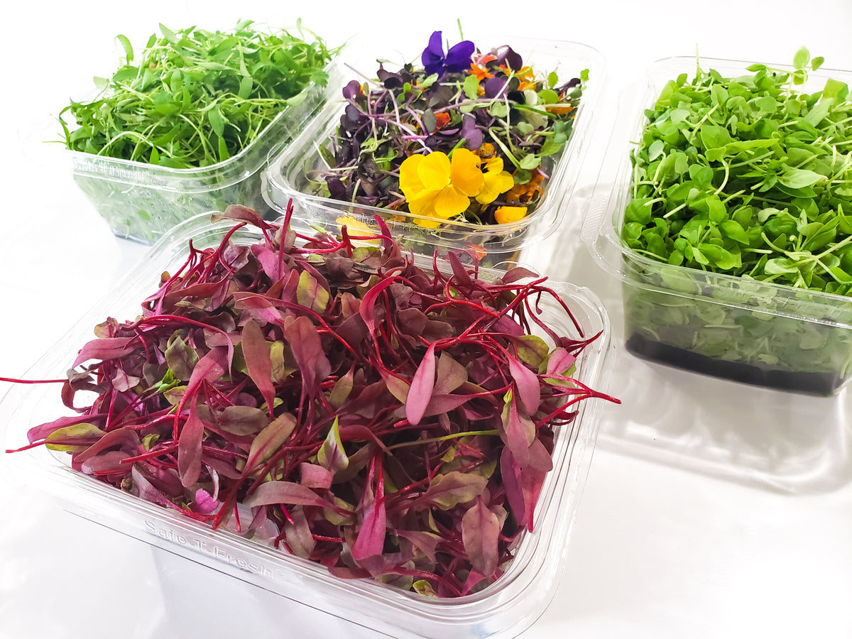 WeQook – Introduction to Microgreens Collection