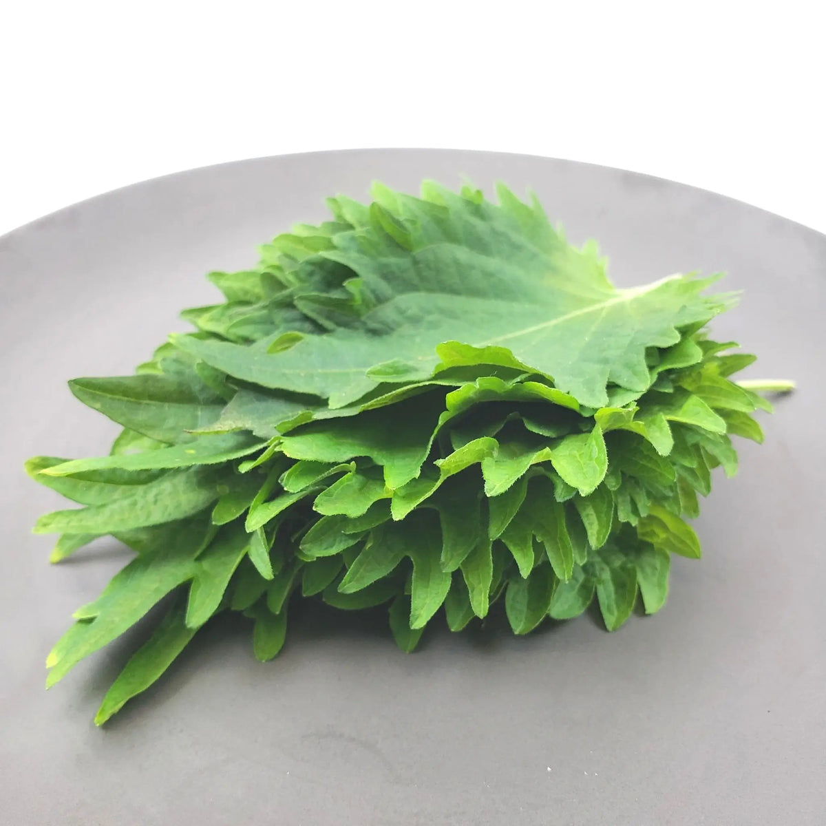 Shiso Leaves Green | Uses, Benefits, & Order in New York – WeQook