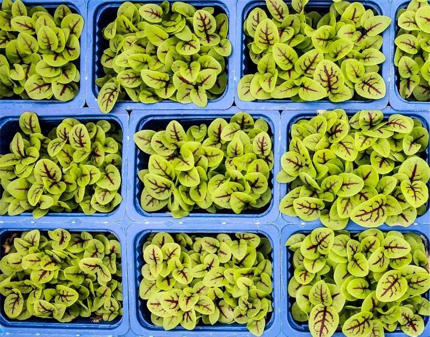 Explore Red Veined Sorrel: A Chef's Flavor Guide – WeQook
