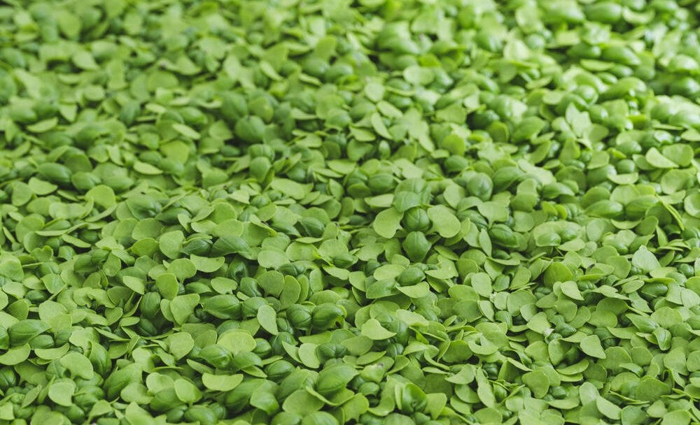 Flavorful Micro Basil Varieties in New York | WeQook