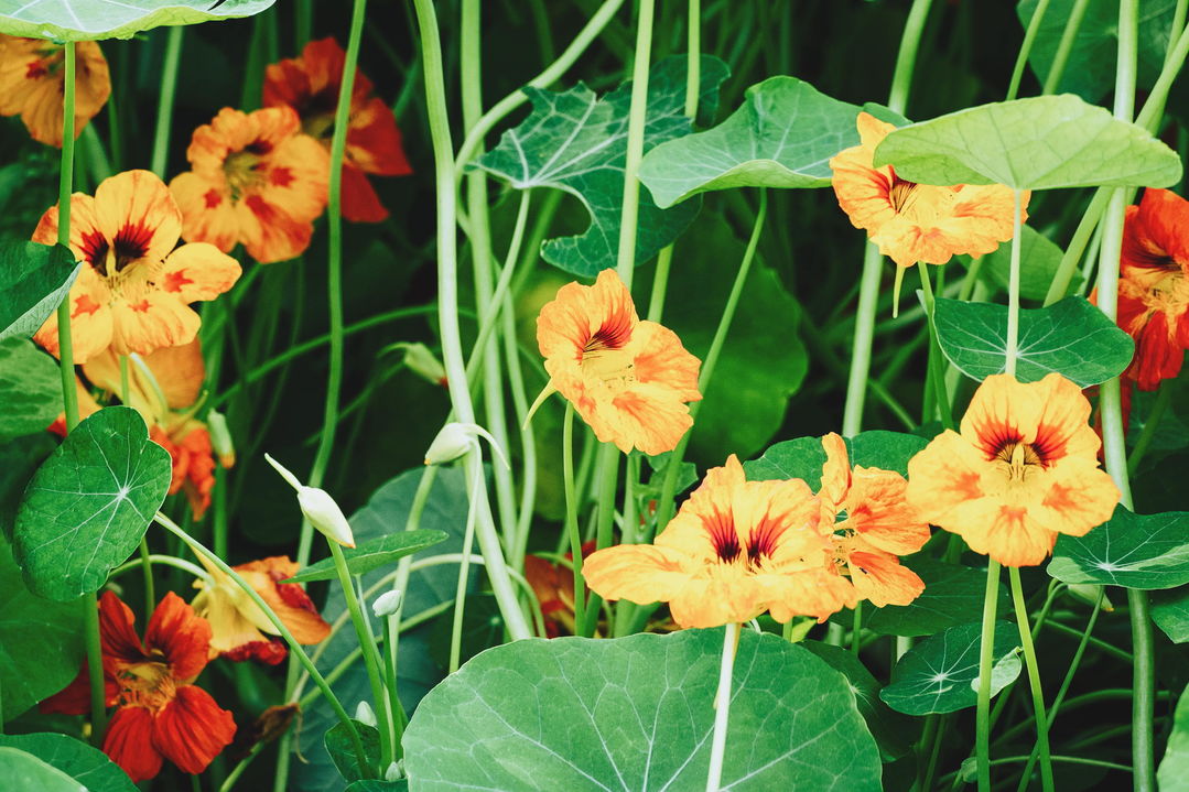 Nasturtium: Uses, Benefits, Recipes & Online Purchase – WeQook