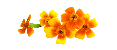 Sechuan Buttons | Guide to Recipes, Uses, & Buy Online – WeQook