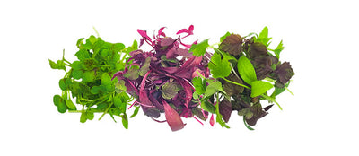 Sechuan Buttons | Guide to Recipes, Uses, & Buy Online – WeQook