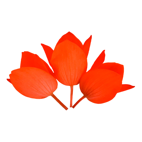 Incan Begonias – Edible Begonia Flowers for Sale | WeQook NY