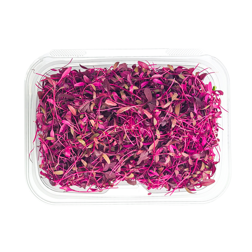 Micro Amaranth Red – Microgreens Amaranth with Health Benefits | WeQook