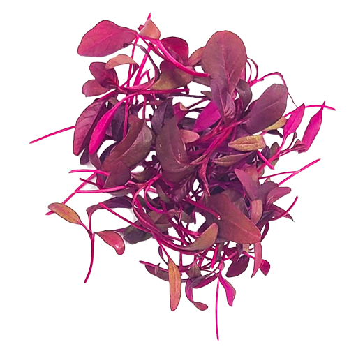 Micro Amaranth Red – Microgreens Amaranth with Health Benefits | WeQook