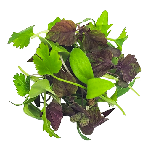 Micro Asian Mix – Buy Asian Microgreens Blend Online | WeQook