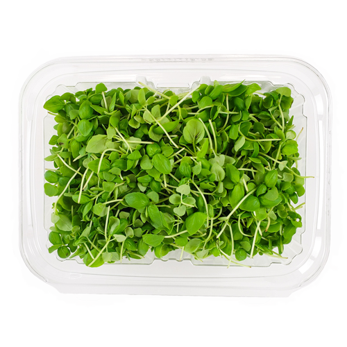 Micro Basil Italian – Buy Micro Basil & Opal Basil Online | WeQook