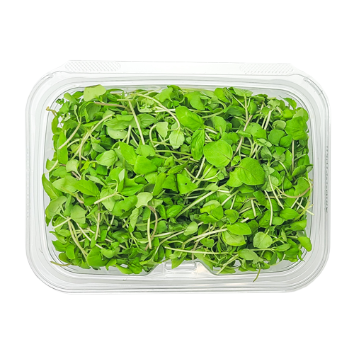 Micro Basil Mint – Buy Mint Basil Microgreens Online | WeQook