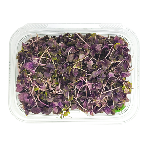 Micro Basil Opal – Same-Day Delivery in NY | WeQook