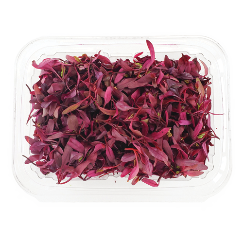 Micro Beets – Buy Beet Microgreens Online | WeQook NY