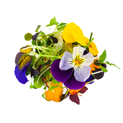 Micro Celebration Mix – Edible Microflowers & Greens | WeQook NY