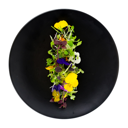 Micro Celebration Mix – Edible Microflowers & Greens | WeQook NY