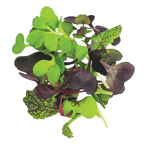 Micro Rainbow Mix - Buy Microgreens Online | WeQook