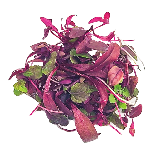 Micro Ruby Mix - Buy Red Microgreens in New York | WeQook