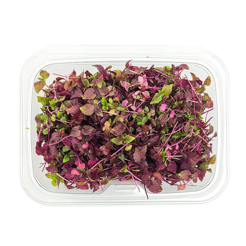 Micro Shiso Purple – Micro Shiso Leaves for Sale | WeQook NY