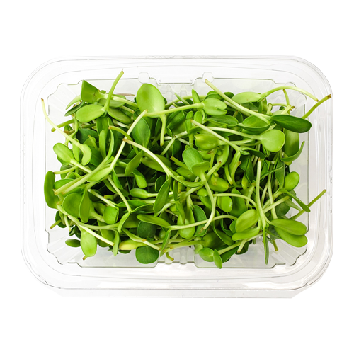 Micro Sunflower – Sunflower Microgreens Nutrition & Taste | WeQook