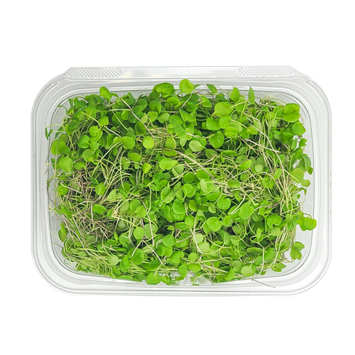Micro Watercress – Buy Peppery Microgreens Online | WeQook NY