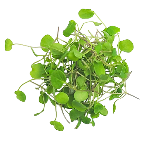 Micro Watercress – Buy Peppery Microgreens Online | WeQook NY