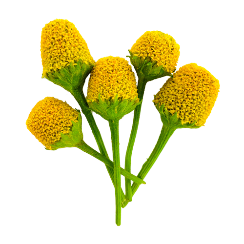 Sechuan Buttons – Electrifying Edible Buzz Flowers | WeQook NY