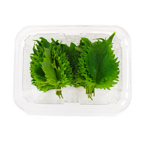Green Shiso Leaves – Where to Buy Shiso Leaf Online | WeQook NY